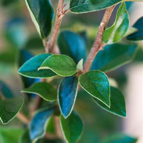 Late Cotoneaster Cotoneaster Lacteus Best4hedging