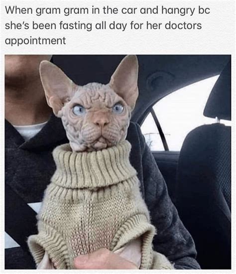 Bald Cats Memes