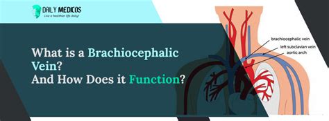 Brachiocephalic Vein Amazing Key Points You Should Know About Daily