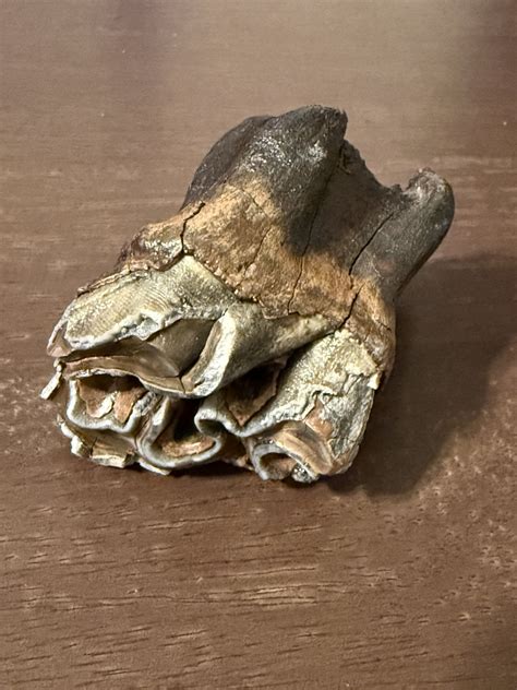 Woolly Rhino Molar Tooth Aa Grade Prehistoricoregon