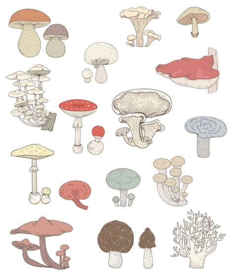 Diferentes Tipos De Hongos Vector Premium