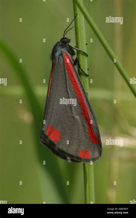 Cinnabar Moth Tyria Jacobaeae Thyria Jacobaeae Hipocrita Jacobaeae