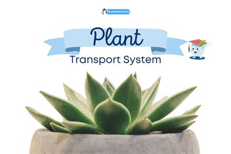 Transport In Plants And Humans Upper Block Science Bluetree Education Transport In Plants And Humans Upper Block Science Bluetree Education