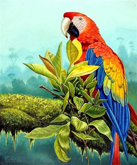Imágenes Arte Pinturas Guacamayas Oleo Pájaros Pintados Dibujos De