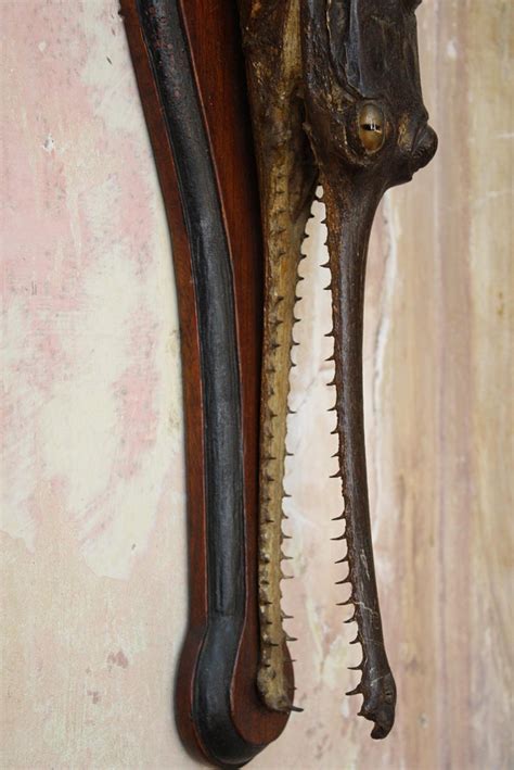Pair Of Gharial Gavialis Gangeticus Mounts Taxidermy Antique Shelves Curio At 1stdibs
