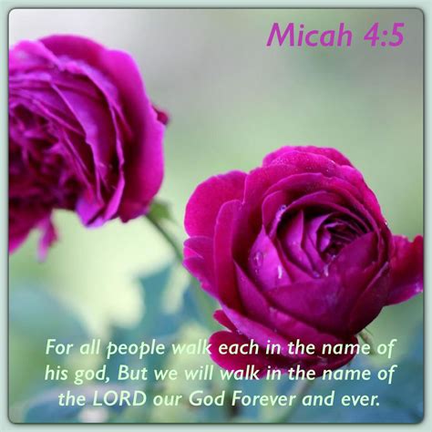 Micah 4 5 Beautiful Flowers Flowers Rose