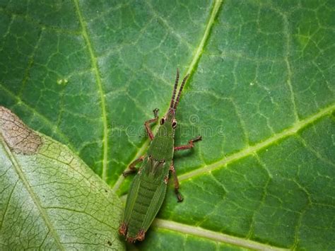 Tagasta Marginella Grasshopper Top Down View Stock Image Image Of