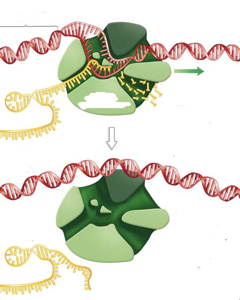Elongation And Termination In Bacteria Diagram Quizlet