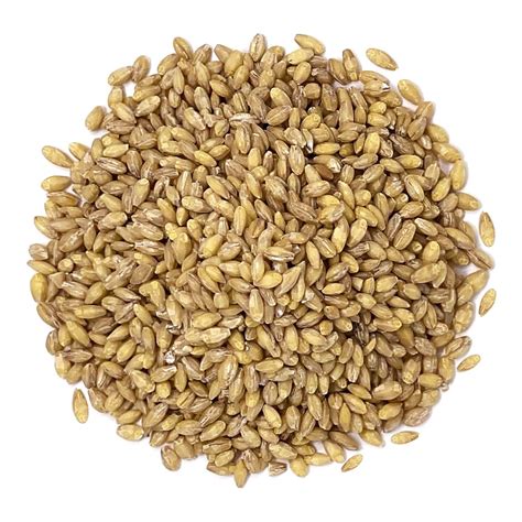 Hulless Barley