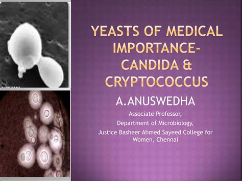 Yeasts Of Medical Importance Candida And Cryptococcus Ppt