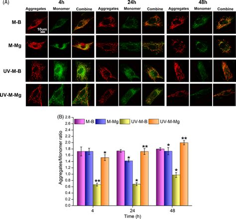 Schematic Diagram Of Mitochondria Mediated Cell Apoptosis Under Uv Download Scientific Diagram