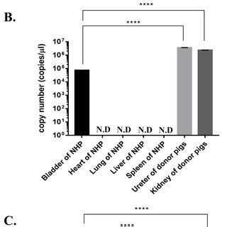 Quantitative Analysis Of PERV Pol Gene By Real Time PCR Quantitative Download Scientific