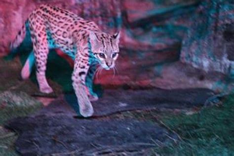 Ocelot Size How Big Are Ocelots Compared To Other Cats