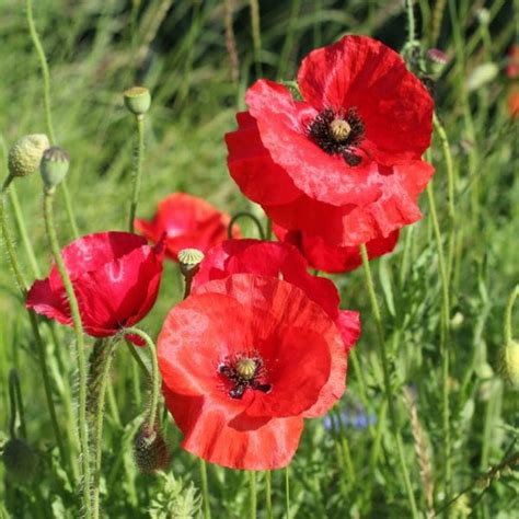 The Meaning Of Poppy Flowers And Their Colors