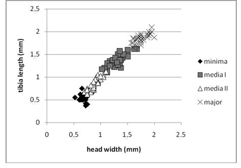 Head Width And Tibia Length Relationship For The Four Size Classes Of Download Scientific
