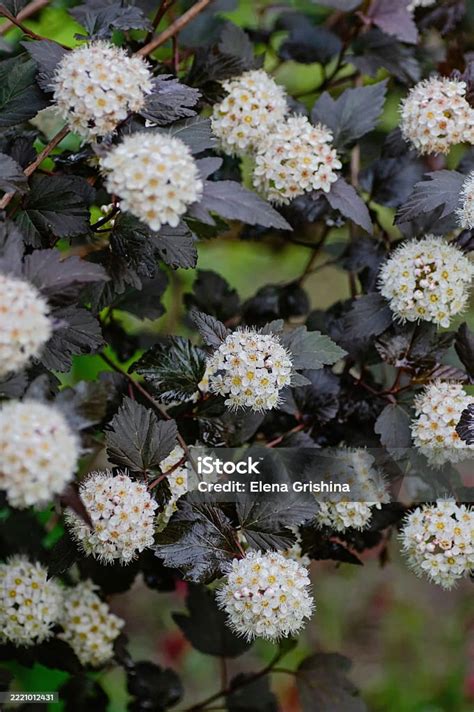 Ninebark Physocarpus Opulifolius Dark Foliage White Flower Cluster