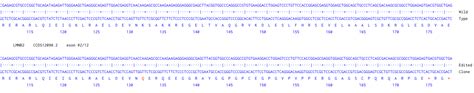 Human Lmnb2 Knockout Hela Cell Line Ab274914 Abcam