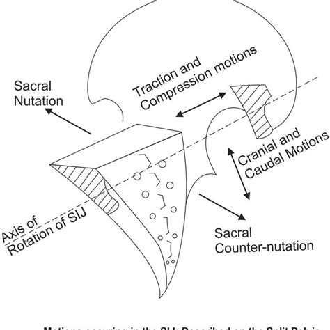 Gillet Test For Sij Dysfunction Download Scientific Diagram