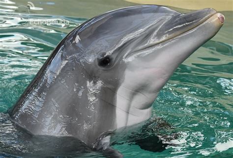 Starla Swf Captive Cetaceans Wiki Fandom