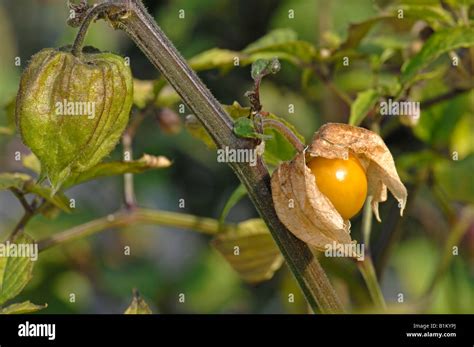 Cape Gooseberry Fruit