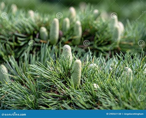 Closeup Of Weeping Wound Thermal Burn Trophic Ulcer On Female Leg