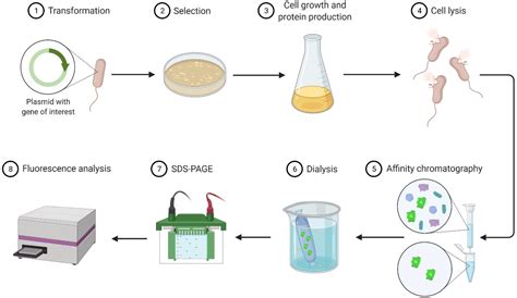 Microbiological Diagram Sample Bacterial Transformati