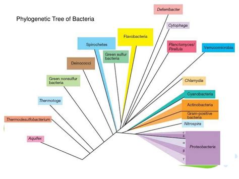 Ppt Phylum Proteobacteria Powerpoint Presentation Free Download Id1792728