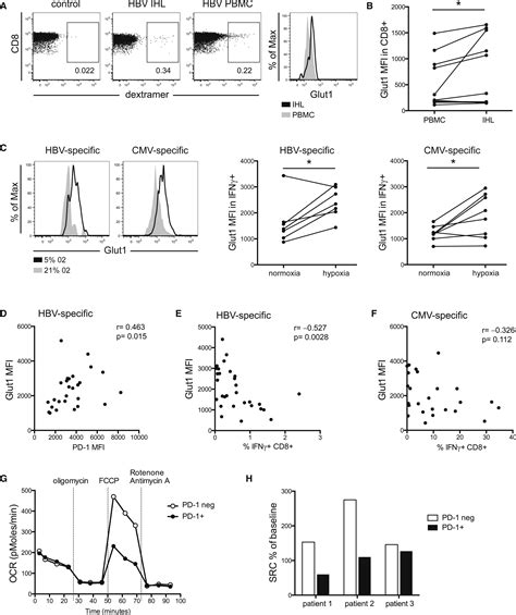 Distinct Metabolic Requirements Of Exhausted And Functional Virus Specific Cd8 T Cells In The
