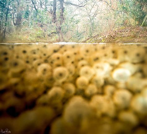 Frog Spawning Ealing Wildlife Group