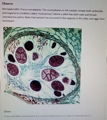 Observehermaphroditic Fucus Conceptacie The