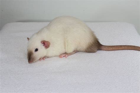 My Rats Bratty Rattery