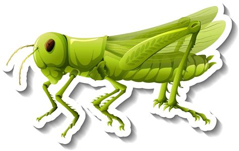 A Sticker Template With A Grasshopper Isolated 3093618 Vector Art At Vecteezy