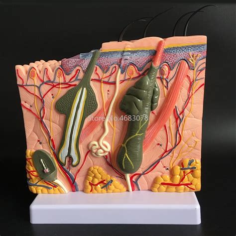 Human Skin And Hair Structure Enlarge Model Skin L Vicedeal