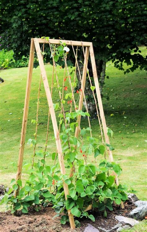 Homemade Diy Cucumber Trellis Ideas Solar Living Savvy