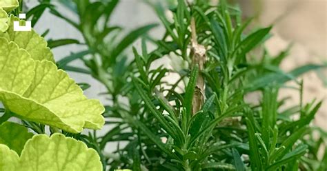 Red Flower In Green Stem Photo Free Sex Image On Unsplash