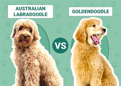 Australian Shepherd Vs German Shepherd The Differences With Pictures