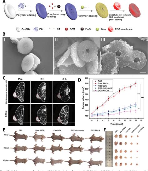 Figure 10 From Biohybrid Micro Nanorobots Pioneering The Next