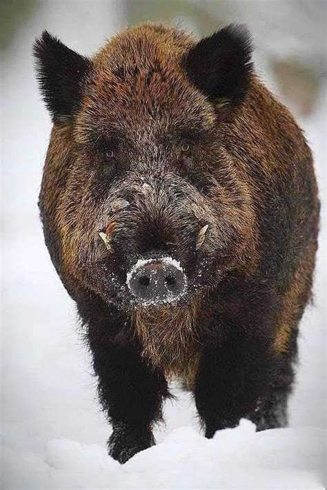 Wild Boar Artofit