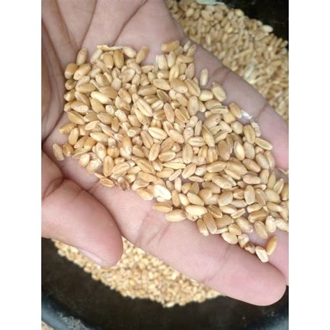 Jual Biji Gandum Utuh Benih Rumput Gandum 1kg Dengan Harga T