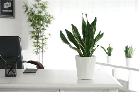 Ideas De Plantas De Interior Para La Oficina