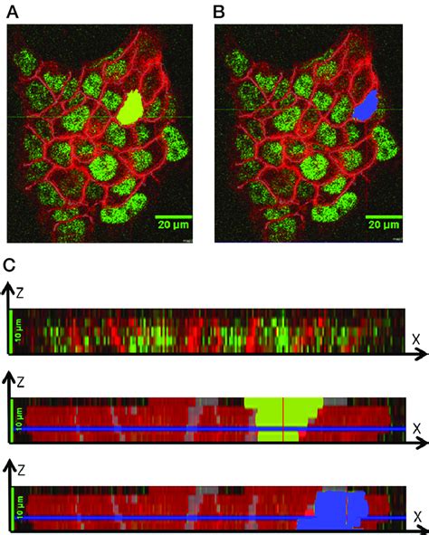 z stack confocal images from mouse embryonic stem cells mescs 4 d