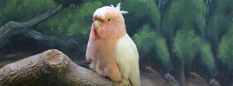 The Surprisingly Complex Science Of Bird Longevity American Bird