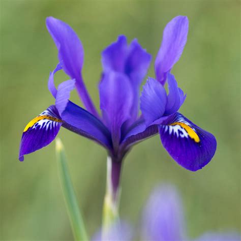 Iris Reticulata Pixie Bulbs Stocks And Green
