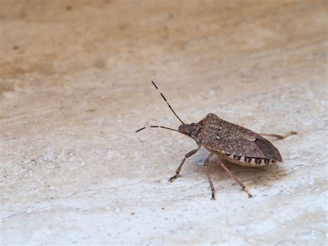 Stink Bug Identification And Prevention Cunningham Pest Control