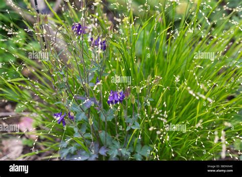 Beautiful Ornamental Grasses Planted Along A Garden Border Providing
