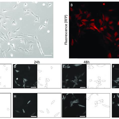 Automatic Software Analysis Six Phase Contrast A And Fluorescence