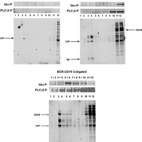 Coligation Of The Bcr And The Cd19 Cd21 Cd81 Complex On Daudi B Cells Download Scientific