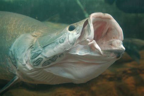 Arapaima Gigas Teeth Arapaima Gigas Teeth