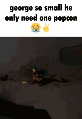 He So Small He Only Need One Popcorn George The Cat  He So Small