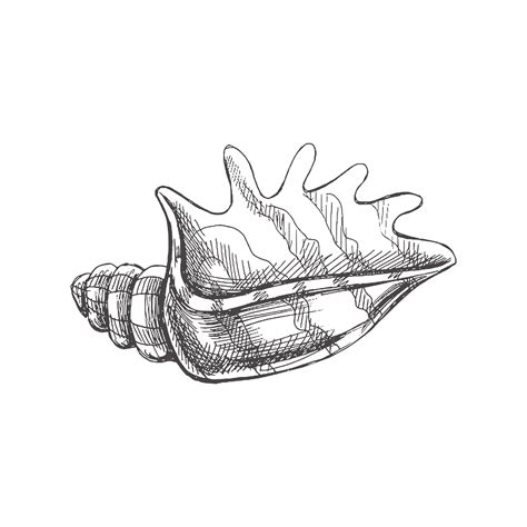 Hand Drawn Sketch Of Seashell Clam Conch Scallop Sea Shell Sketch